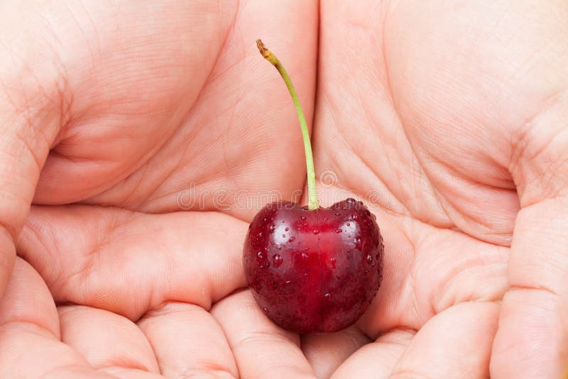 Cherry in hand stock photo. Image of ripe, hand, grocery - 29069452