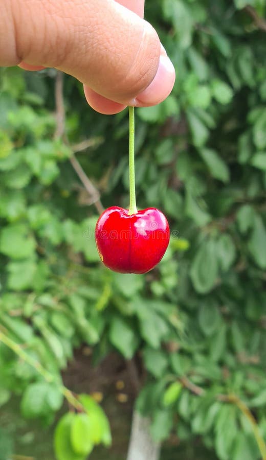 Cherry on hand stock photo. Image of fruit, food, nature - 186720616