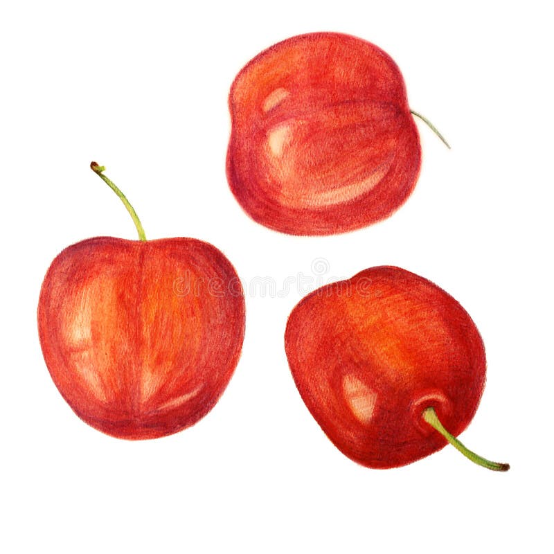 Cherry Hand-drawn Illustration Stock Illustration - Illustration of ...