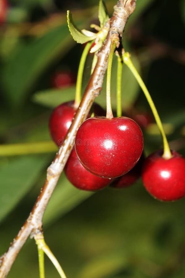 Ants Enjoy Juicy Fruits, Fresh Juice Bar Stock Photo - Image of merry ...