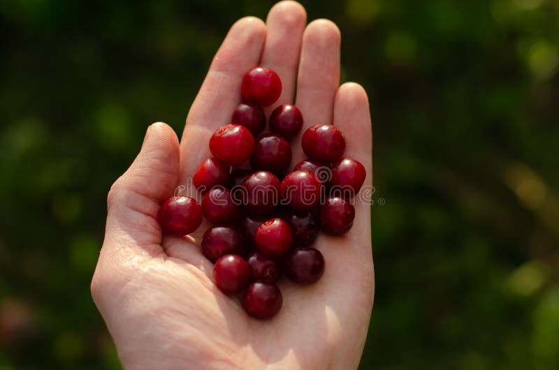 Red cherries in the hand stock image. Image of cherries - 160310929