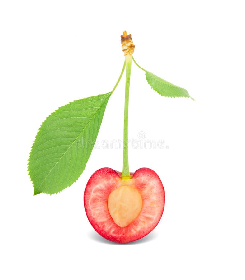 Cherry isolated stock image. Image of juicy, macro, bright - 43203577