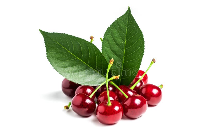 Cherry Isolated. Sour Cherry. Cherries with Leaves on White Background ...