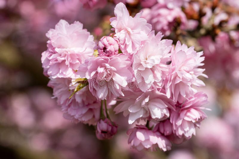 Cherry Kikushidaresakura Prunus Serrulata Foto de Stock - Imagem de ...