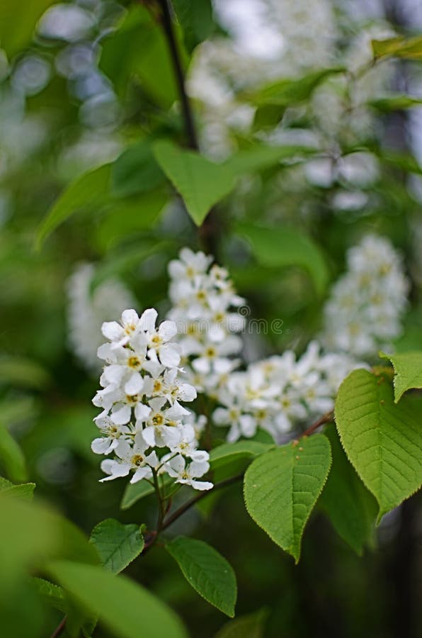 Cherry Late or American Cherry (Prunus Serotina) - a Decorative and ...