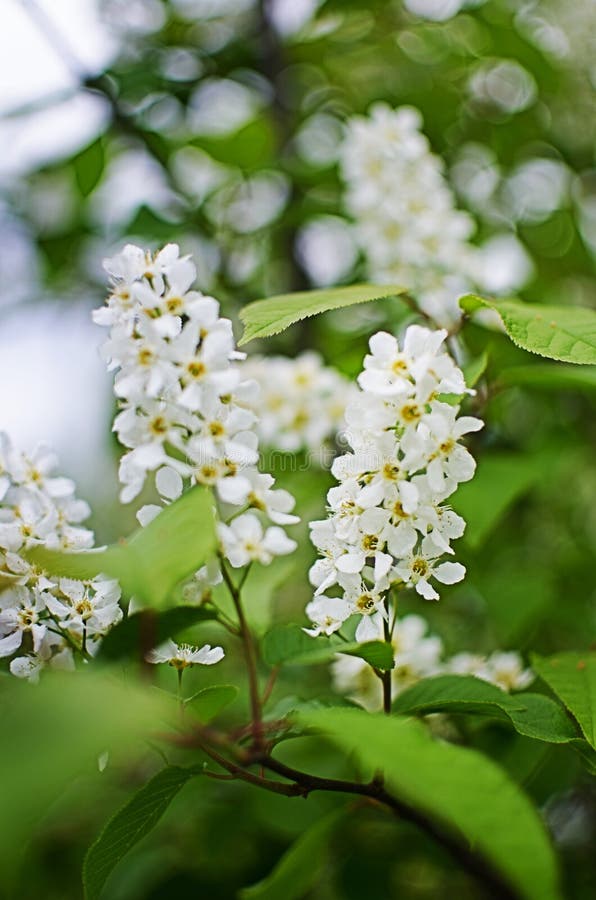 Cherry Late or American Cherry (Prunus Serotina) - a Decorative and ...