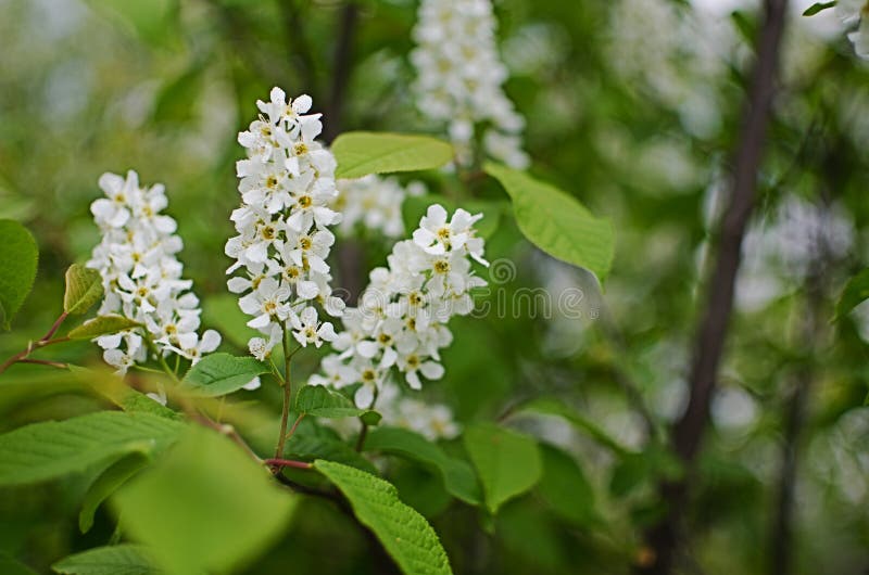 Cherry Late or American Cherry (Prunus Serotina) - a Decorative and ...