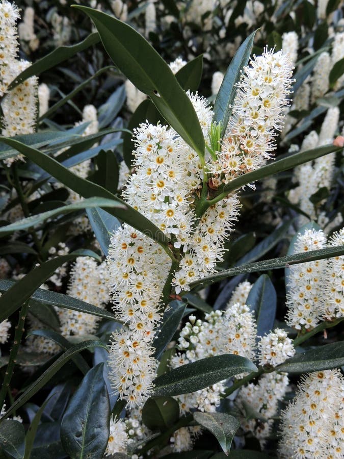 Cherry Laurel, Common Laurel, English Laurel Stock Photo - Image of ...