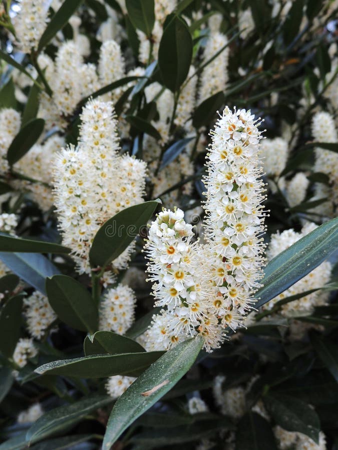 Cherry Laurel, Common Laurel, English Laurel Stock Photo - Image of ...