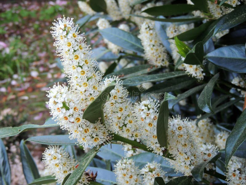 Cherry Laurel, Common Laurel, English Laurel Stock Photo - Image of ...