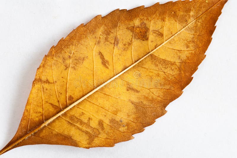 Cherry leaf stock image. Image of nerves, macro, nature - 25513347