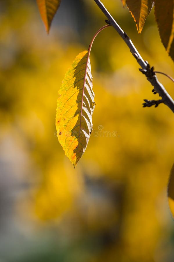 Cherry leaf in autumn stock photo. Image of sunlight - 62902522