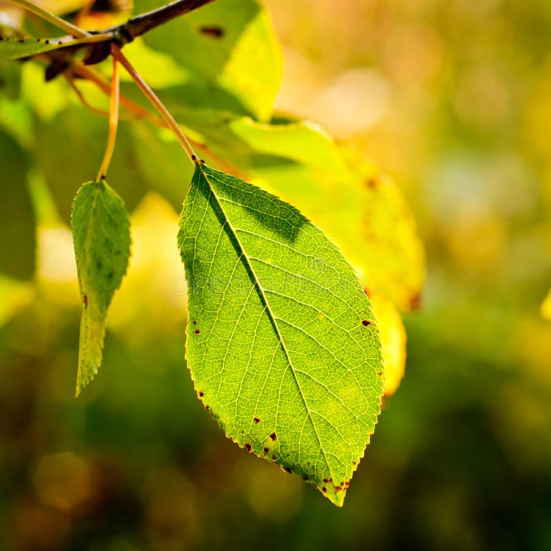 Cherry leaf closeup stock image. Image of fall, copy - 34419241