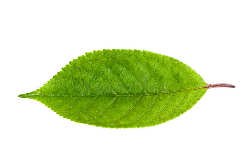 Cherry leaf stock image. Image of botanical, freshness - 34138947