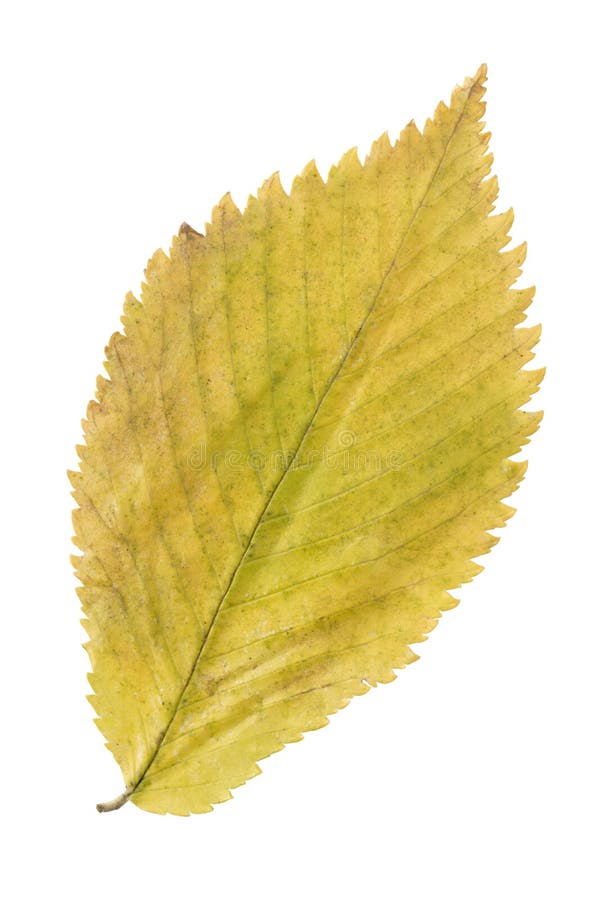 Cherry leaf isolated stock photo. Image of wild, isolated - 235953378