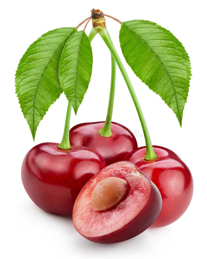 Cherry leaf isolated stock photo. Image of freshness - 143272960