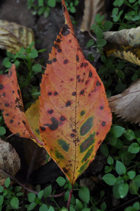 Cherry leaf stock photo. Image of orange, closeup, detail - 79554396