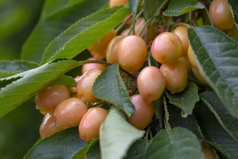 Cherry with Leaf and Stalk. Cherries with Leaves and Stalks Stock Image ...