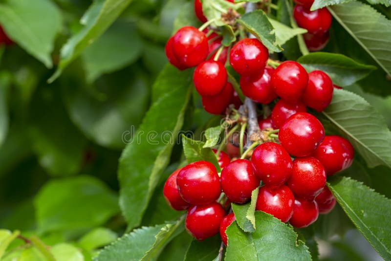 Cherry with Leaf and Stalk. Cherries with Leaves and Stalks Stock Image ...
