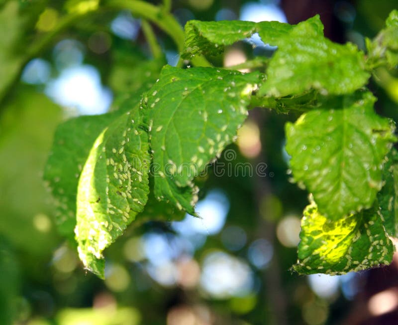Cherry Leaves Affected by Aphids. Insect Pests on the Plant Stock Photo ...