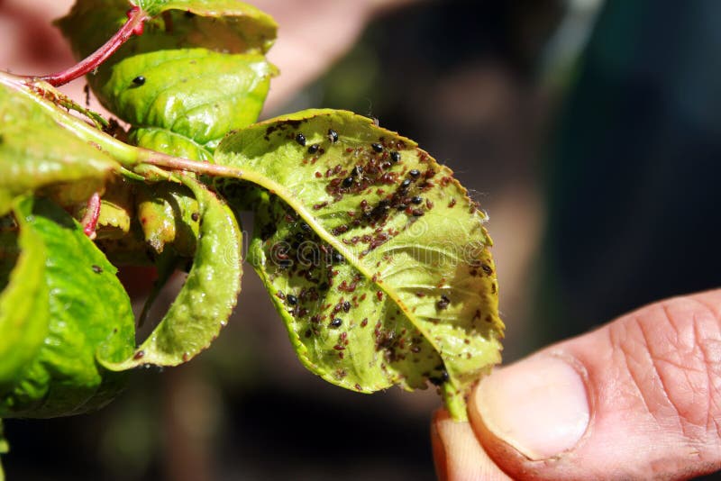 Cherry Leaves Affected by Aphids. Insect Pests on the Plant Stock Image ...