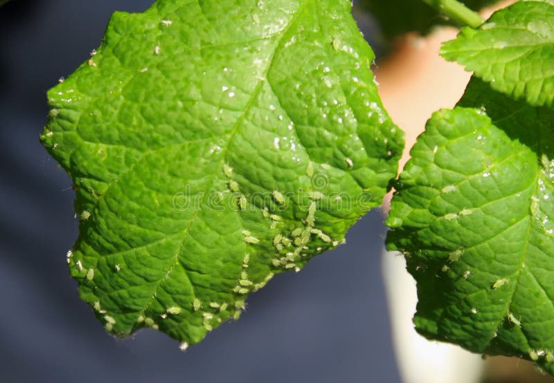 Cherry Leaves Affected by Aphids. Insect Pests on the Plant Stock Image ...