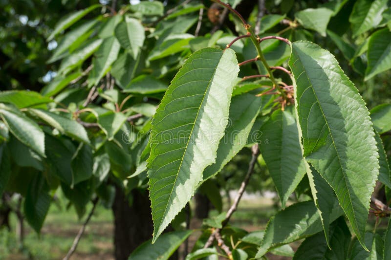 Cherry leaves stock image. Image of macro, healthy, sunny - 31702551