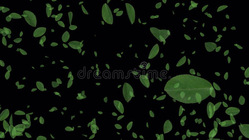 Cherry Leaves Explosion. Burst of Cherry Leaf. Alpha Channel Stock ...