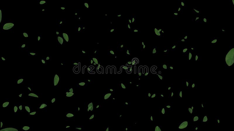 Cherry Leaves Explosion. Burst of Cherry Leaf. Alpha Channel Stock ...