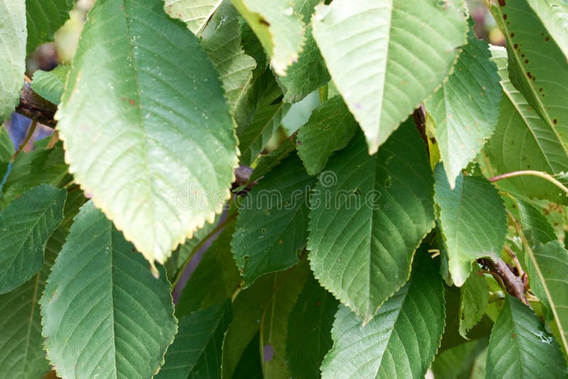 Cherry leaves stock photo. Image of green, leaves, tree - 103708822