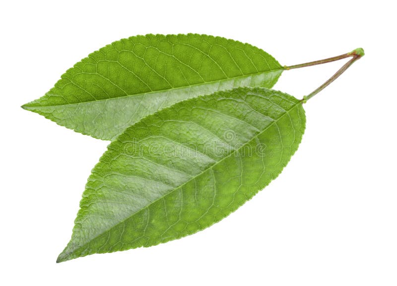 Cherry Leaf