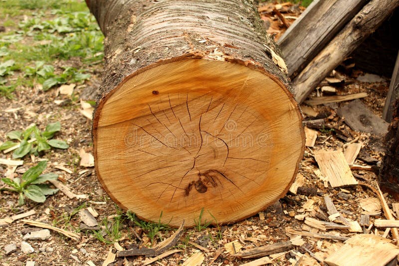 Cherry log stock photo. Image of pile, logging, firewood - 92265760