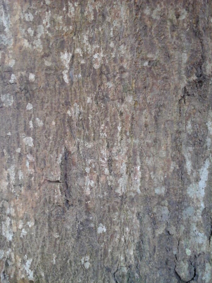 Tropical Tree Texture stock image. Image of tropical - 117751231