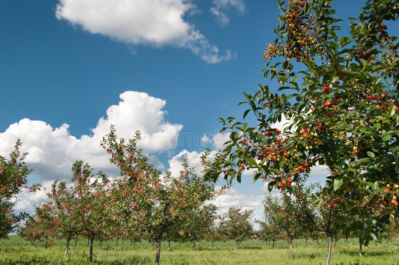 Cherry orchard stock image. Image of orchard, grass, group - 18608305