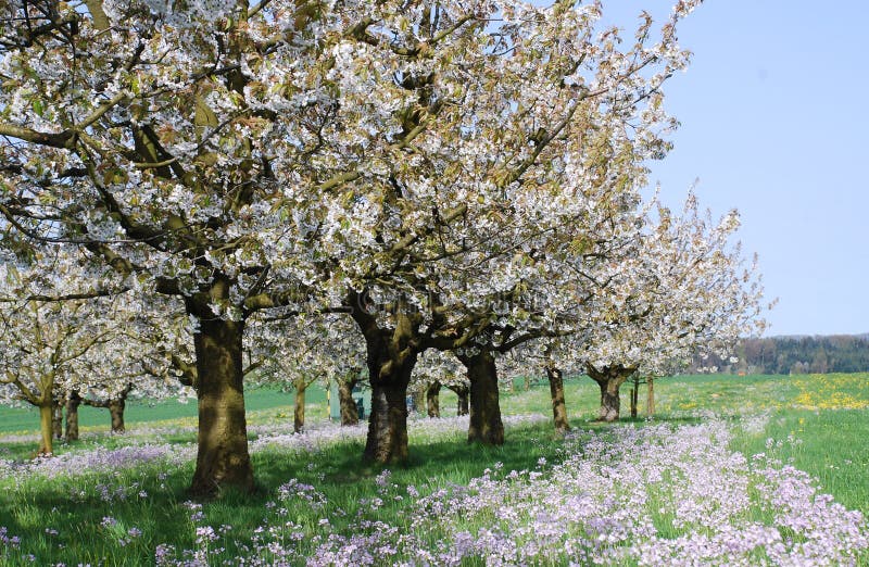 Cherry orchard stock image. Image of spring, flowers - 19208955