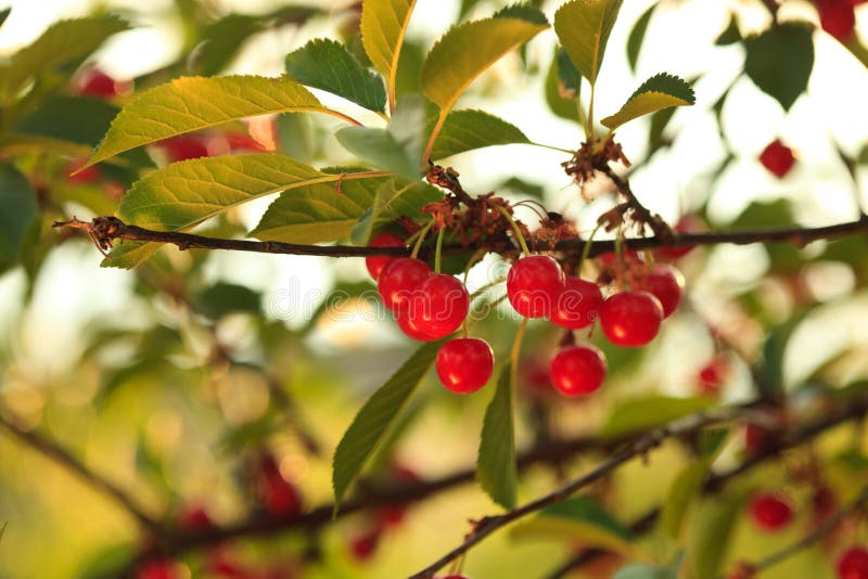 The Cherry Orchard stock photo. Image of fresh, compote - 30741462