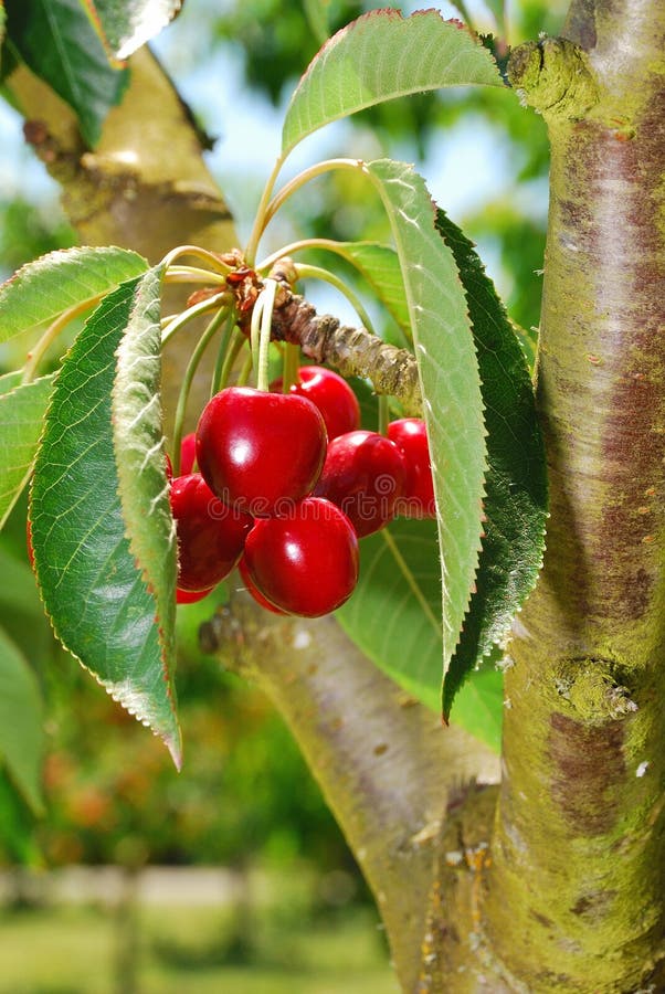 Cherry Orchard imagen de archivo. Imagen de grupo, alimento - 30773507