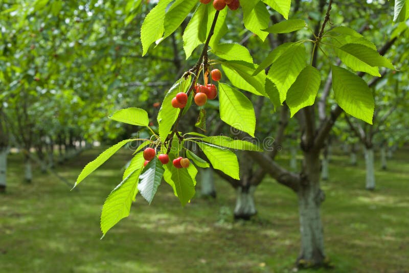 Cherry orchard stock image. Image of green, sunlight, nature - 5719843