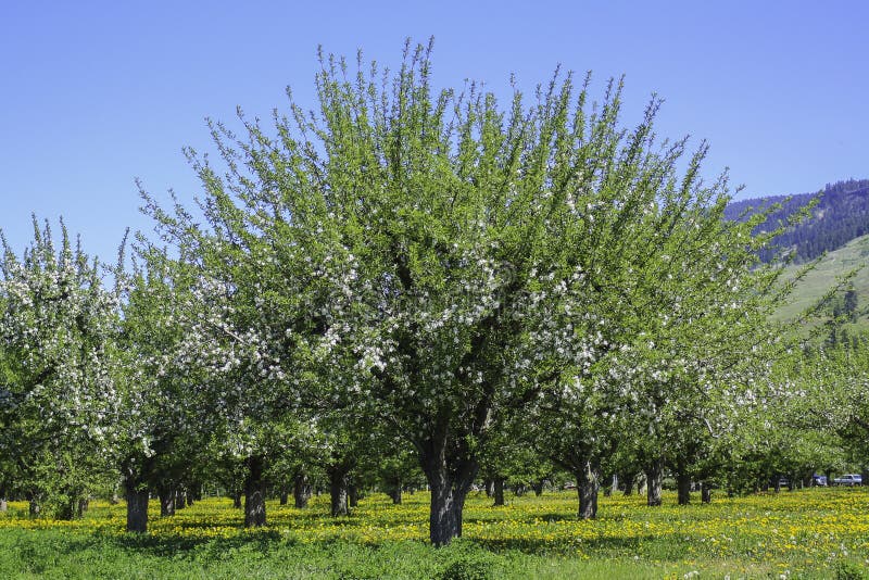 Okanagan Cherry Orchard Blossoms, British Columbia Stock Image - Image ...