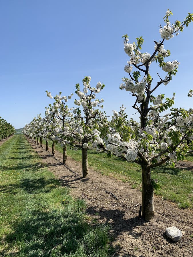 Cherry Orchard in Bloom in the Spring of 2024 in Germany, Low Sweet ...
