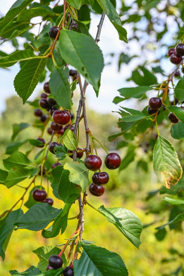 Cherry Orchard with Cherries Growing on Cherry Tree Stock Photo - Image ...