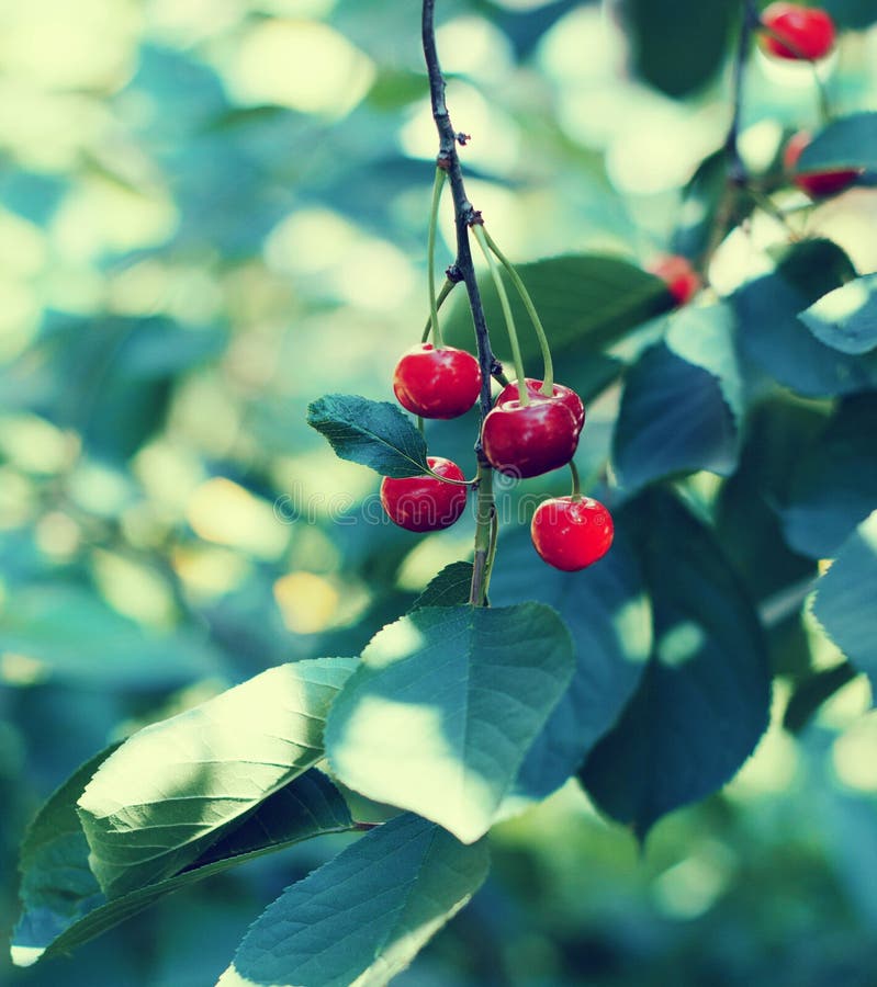 Cherry orchard stock image. Image of multi, dessert - 121751105