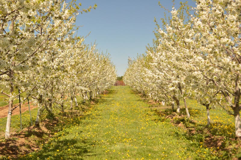 Cherry orchard stock image. Image of bloom, isle, cherry - 91218793