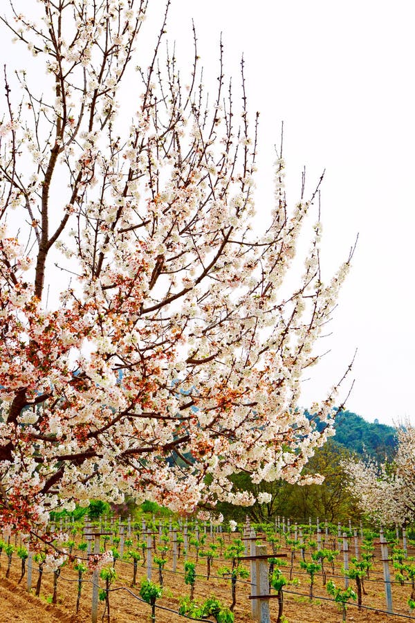 Cherry Orchard in Kirazli, Turkey Stock Image - Image of botanical ...