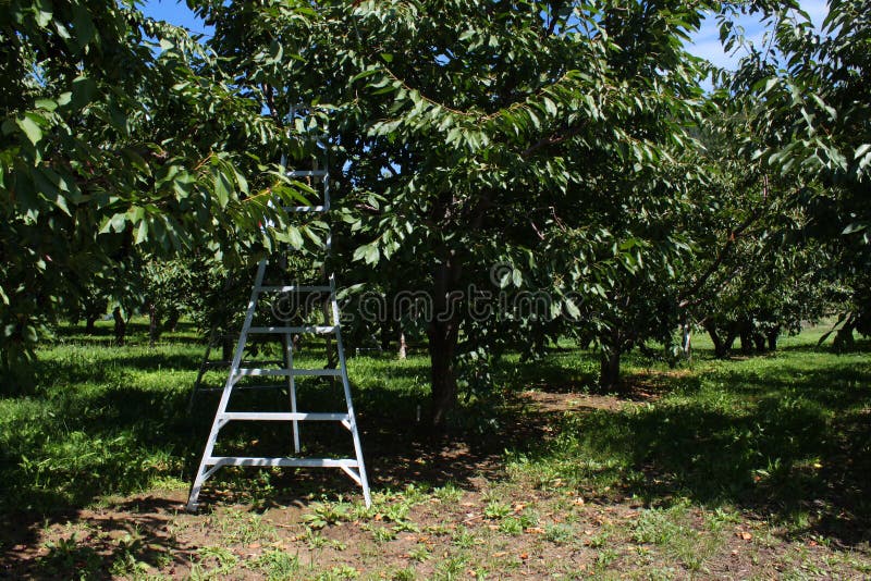 Cherry orchard ladder stock photo. Image of okanagan - 10720698