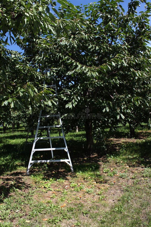 Cherry orchard ladder stock photo. Image of okanagan - 10720698
