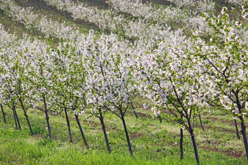 Cherry Orchard Landscape Agriculture Spring Stock Photo - Image of ...