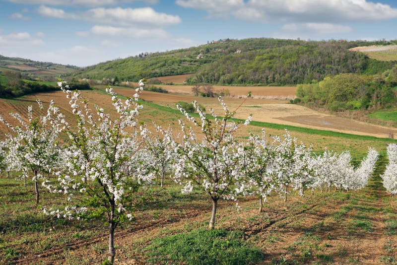 Cherry Orchard Landscape Spring Stock Image - Image of orchards, season ...
