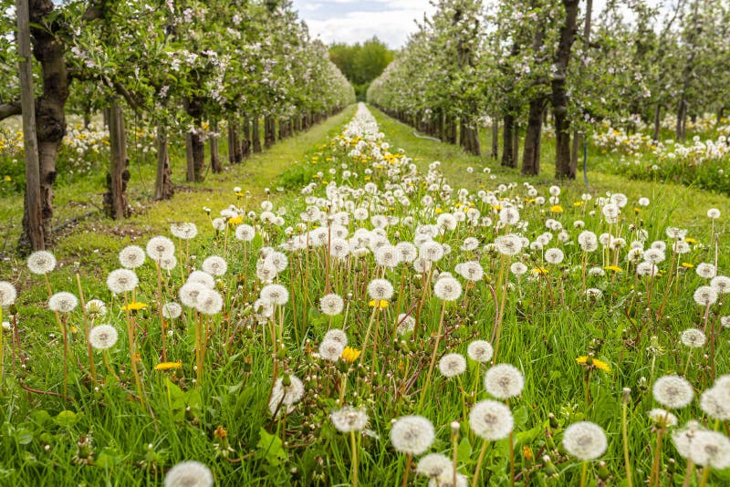 Cherry Orchard with Pink Flowers on Trees, Dandelion Flower Visible ...