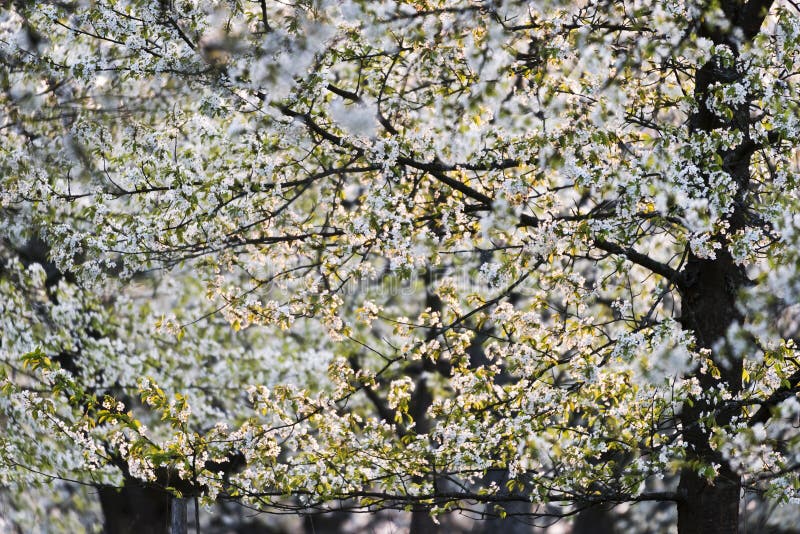Cherry orchard in spring stock image. Image of green - 115283661